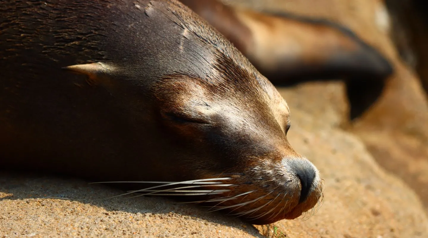 De Californische zeeleeuw | Nausicaa