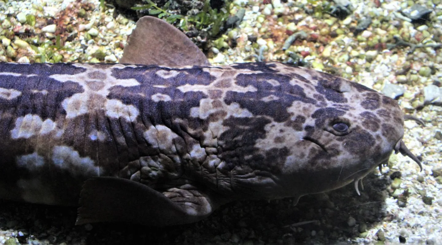 Le requin-tapis Orectolobus hutchinsi | Nausicaa