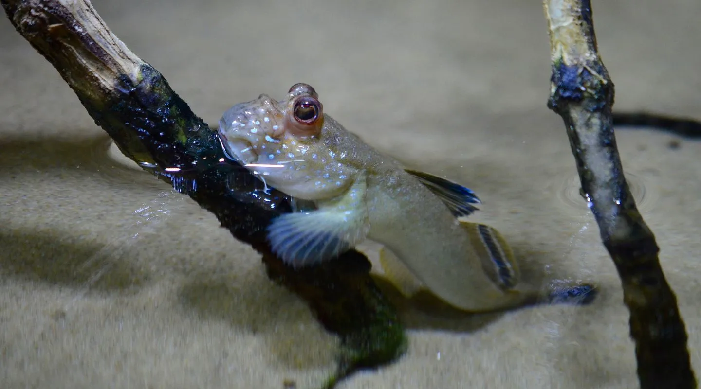 Discover the Atlantic Mudskipper | Nausicaa