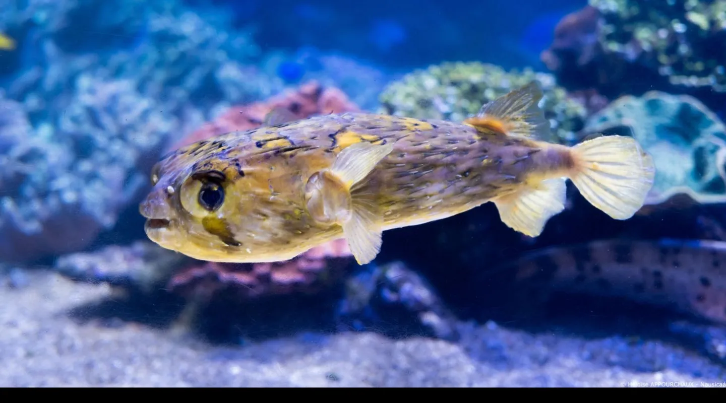 Le poisson porc épic à taches Diodon holocanthus | Nausicaa