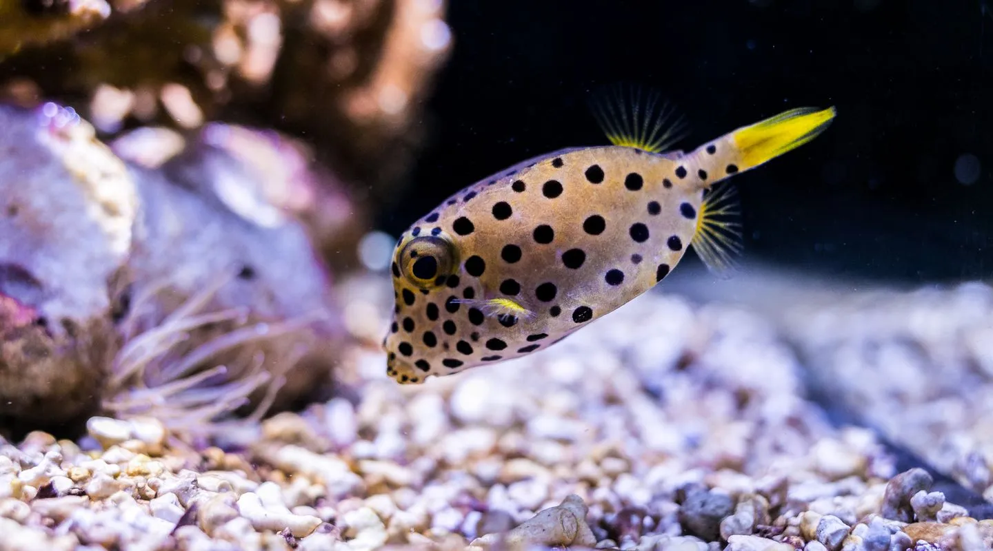 Discover the Yellow Boxfish | Nausicaa