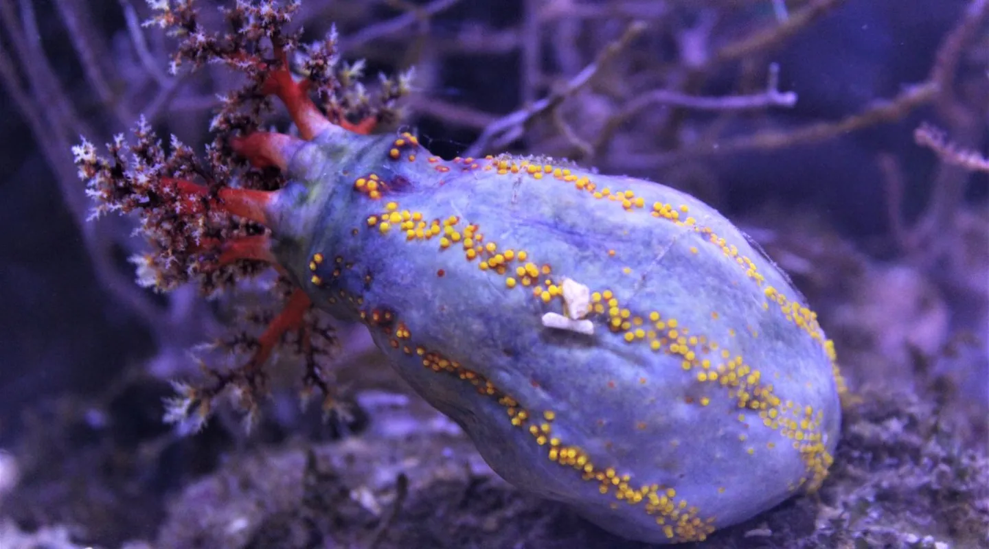 Discover the sea apple | Nausicaa