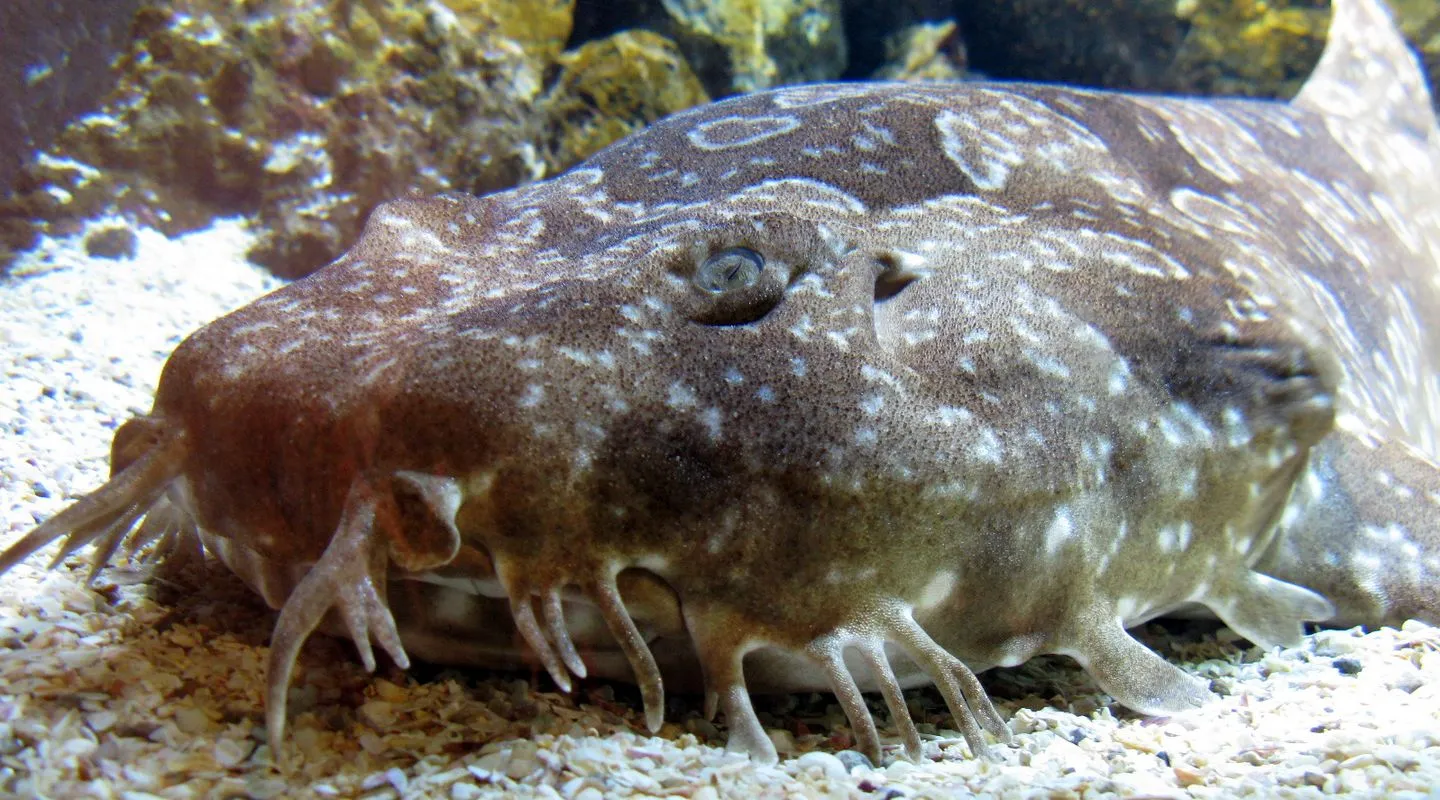 Discover the Western Wobbegong | Nausicaa