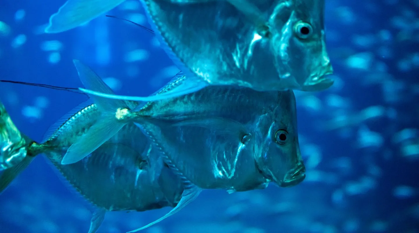 Discover the Atlantic Lookdown fish | Nausicaa