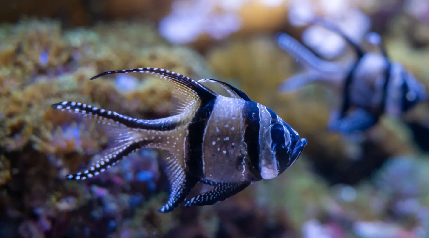 Discover the Banggai Cardinalfish | Nausicaa