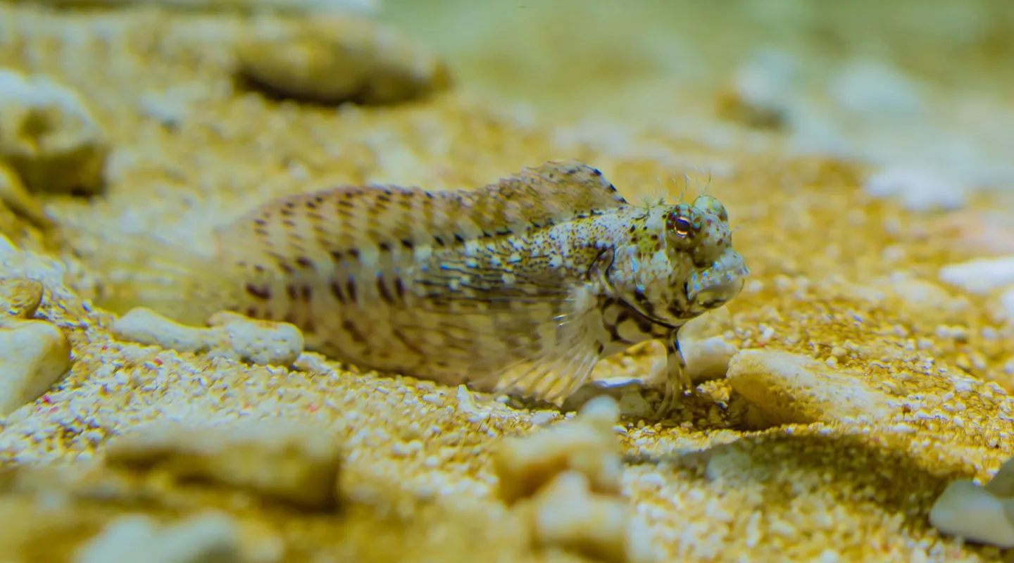 Slijmvis Salarias fasciatus | Nausicaa