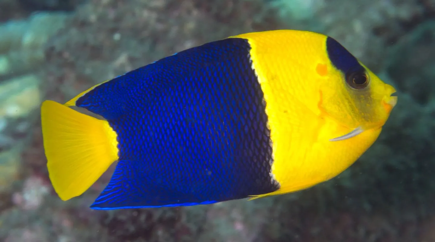 Le poisson-ange bicolore Centropyge bicolor | Nausicaa