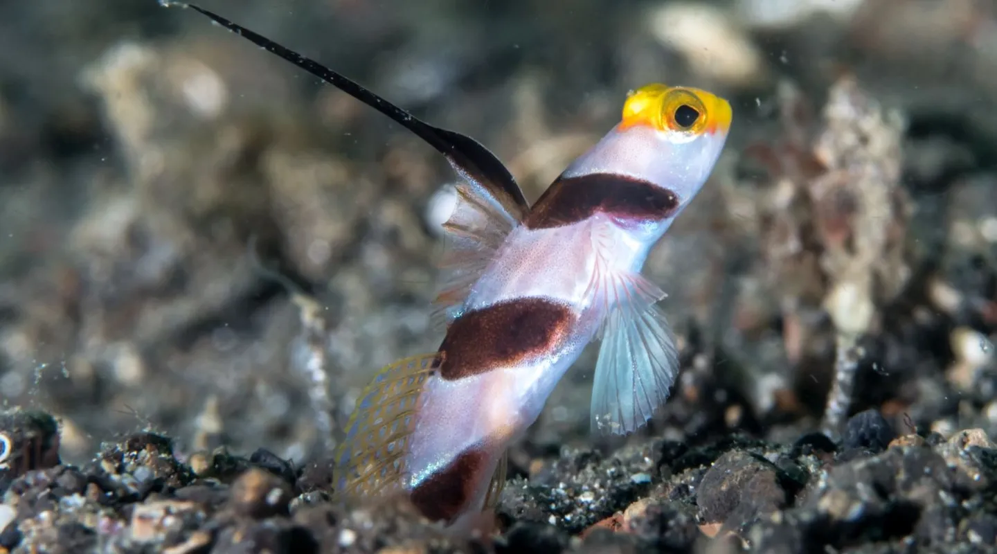 Filament-finned prawn-goby Stonogobiops nematodes | Nausicaa