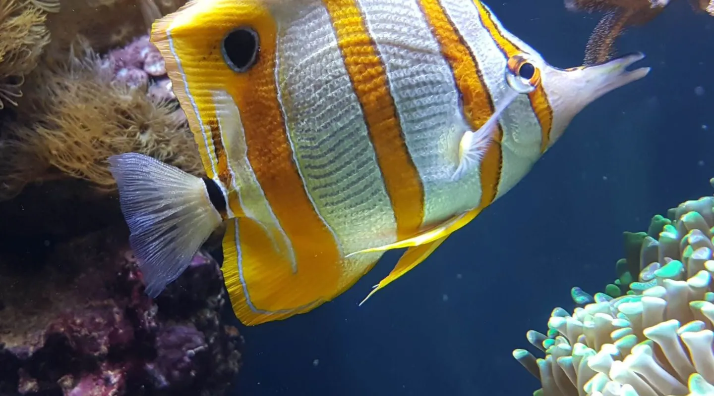 Pincetvis Chelmon rostratus | Nausicaa