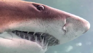 Wat is de grootste vis ter wereld? | Nausicaa