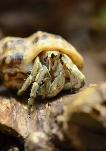 Nos animaux | Nausicaa