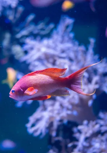 De grote lantaarnvis | Nausicaa