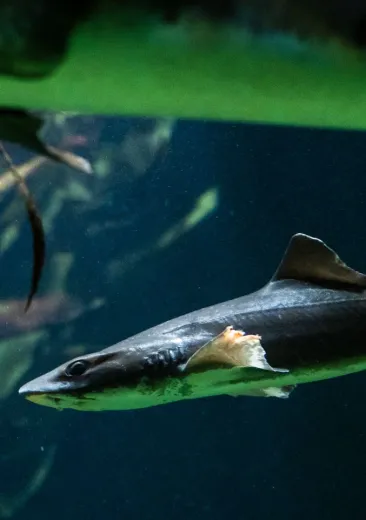 Le requin-tapis Orectolobus hutchinsi | Nausicaa