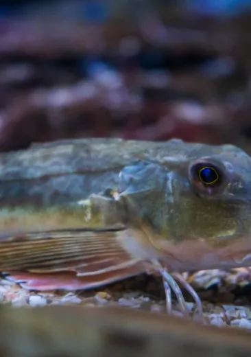 Le mérou brun Epinephelus marginatus | Nausicaa