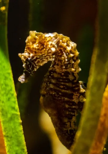 Le lompe Cyclopterus lumpus | Nausicaa