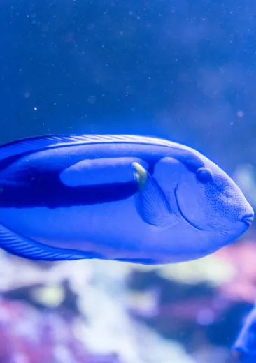 Le poisson lion Pterois volitans | Nausicaa