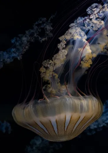 La méduse aurélie Aurelia aurita | Nausicaa