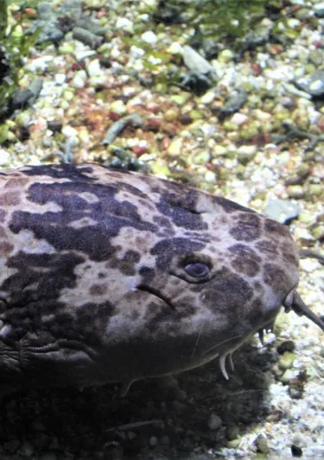 La petite roussette Scyliorhinus canicula | Nausicaa