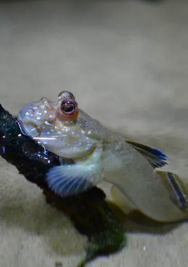 La limule Limulus polyphemus | Nausicaa