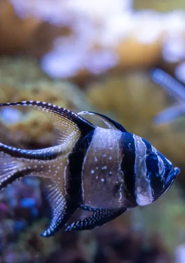 Le poisson lion Pterois volitans | Nausicaa