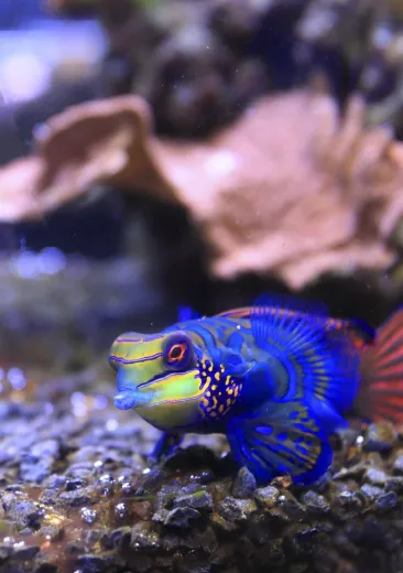 Le poisson cardinal de Banggai - Pterapogon kauderni | Nausicaa