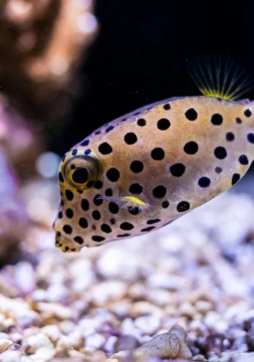 Discover the giant Grouper Epinephelus lanceolatus | Nausicaa