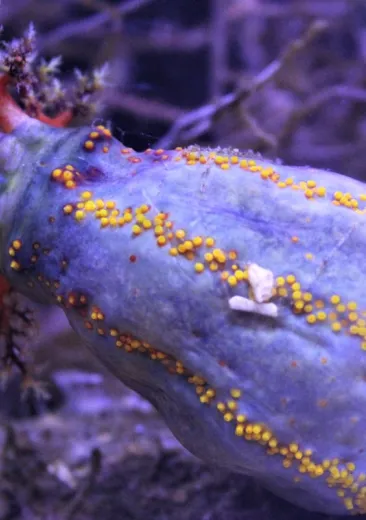 Discover the Pineapple Sea Cucumber | Nausicaa
