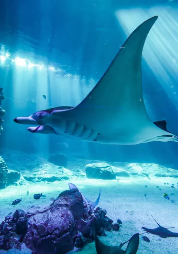 La raie brunette | Nausicaa