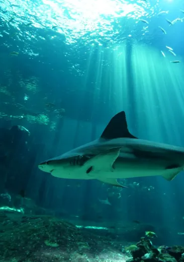 La petite roussette Scyliorhinus canicula | Nausicaa