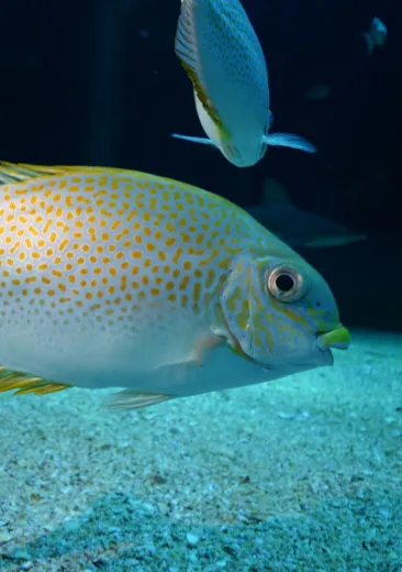 Le poisson cardinal de Banggai - Pterapogon kauderni | Nausicaa