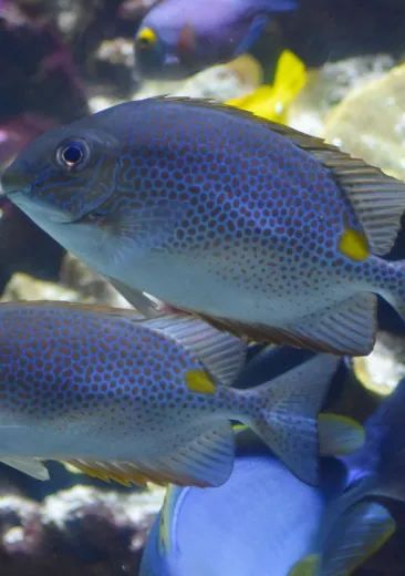 De grote lantaarnvis | Nausicaa