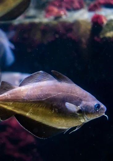 Le mérou brun Epinephelus marginatus | Nausicaa