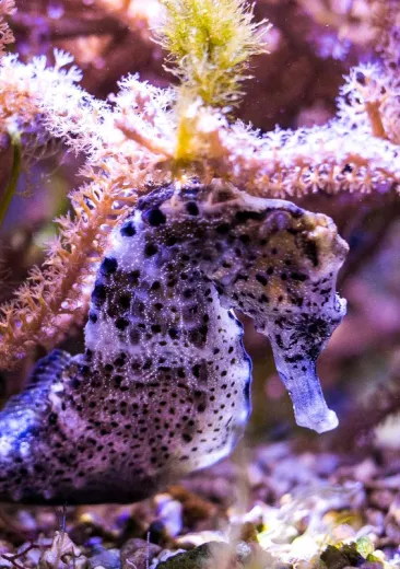 De driebandanemoonvis | Nausicaa