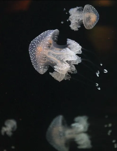 La méduse tachetée d'Australie | Nausicaa