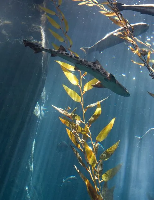 Discover the Leopard shark | Nausicaa