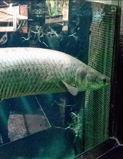 Discover the Arapaima gigas | Nausicaa