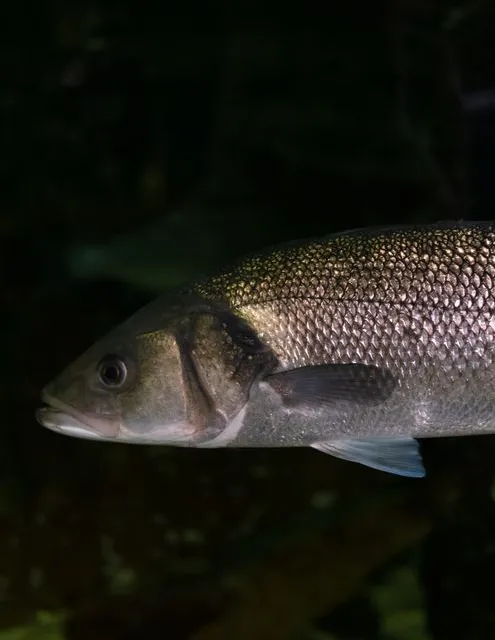 Le bar commun | Nausicaa