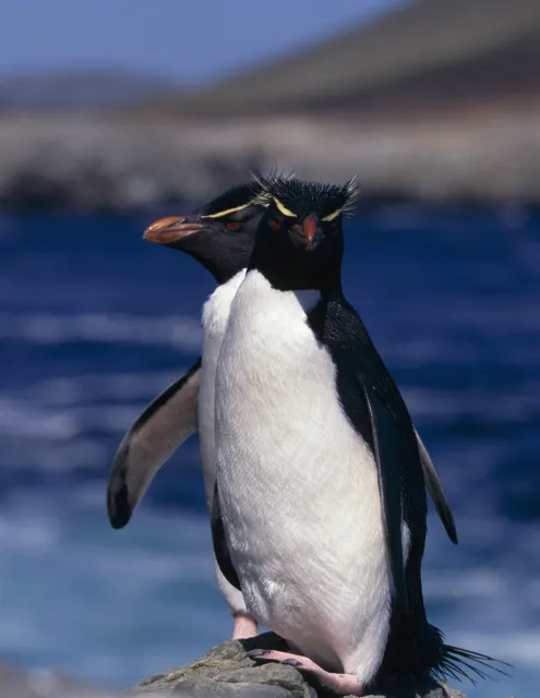 Auks and penguins: what's the difference? | Nausicaa