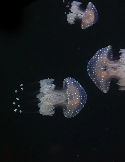 La méduse tachetée d'Australie | Nausicaa