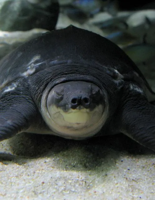 Discover the Pig-nosed Turtle | Nausicaa