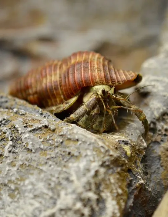 Le bernard l'hermite terrestre Coenobita rugosus | Nausicaa