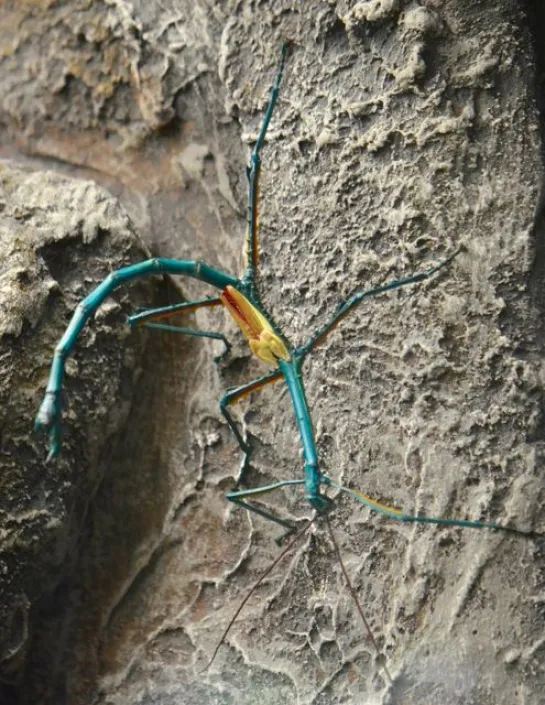 Discover the Metallic stick insect | Nausicaa