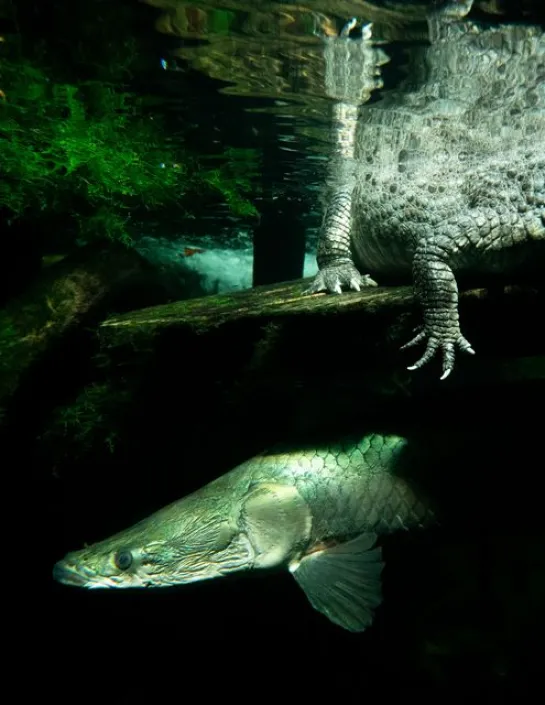 Discover the Arapaima gigas | Nausicaa
