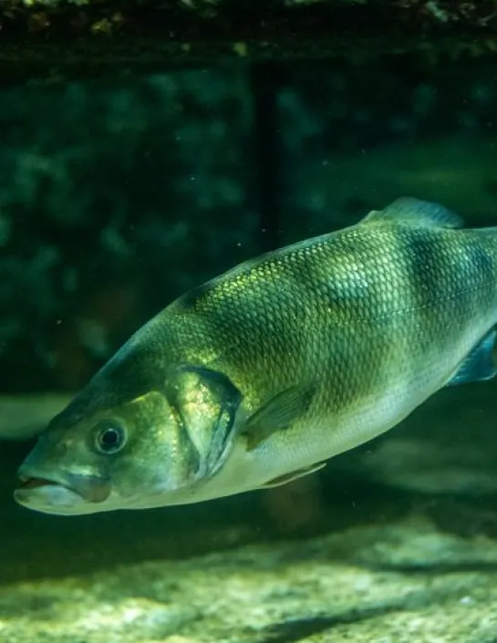 Le bar commun Dicentrarchus labrax | Nausicaa