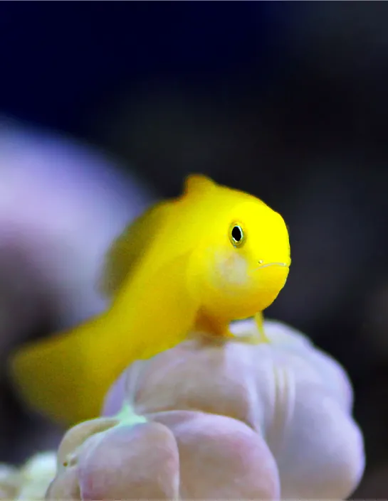 Discover the Yellow clown goby | Nausicaa