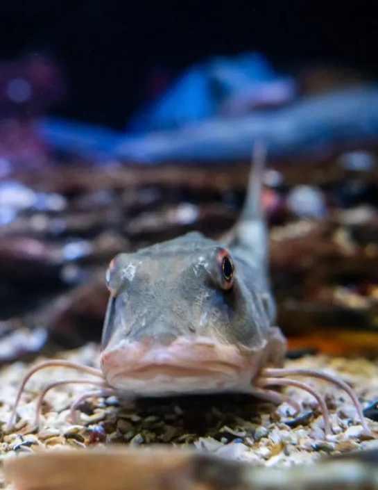 Le grondin perlon Chelidonichthys lucerna | Nausicaa