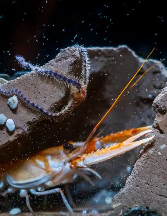 La langoustine | Nausicaa