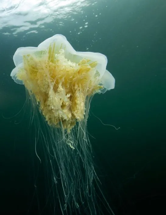 how to draw a lions mane jellyfish
