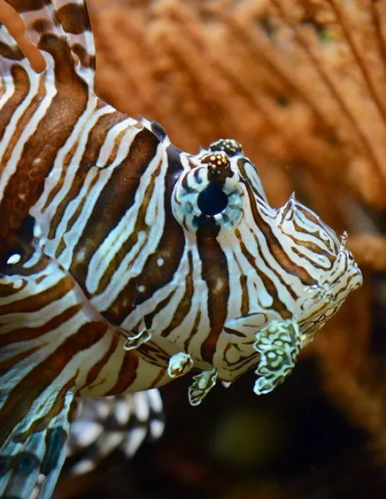 Le poisson lion Pterois volitans | Nausicaa