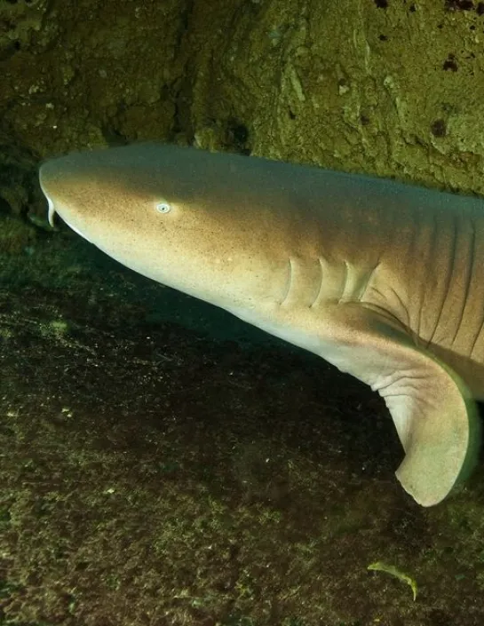 Le requin nourrice Ginglymostoma cirratum | Nausicaa